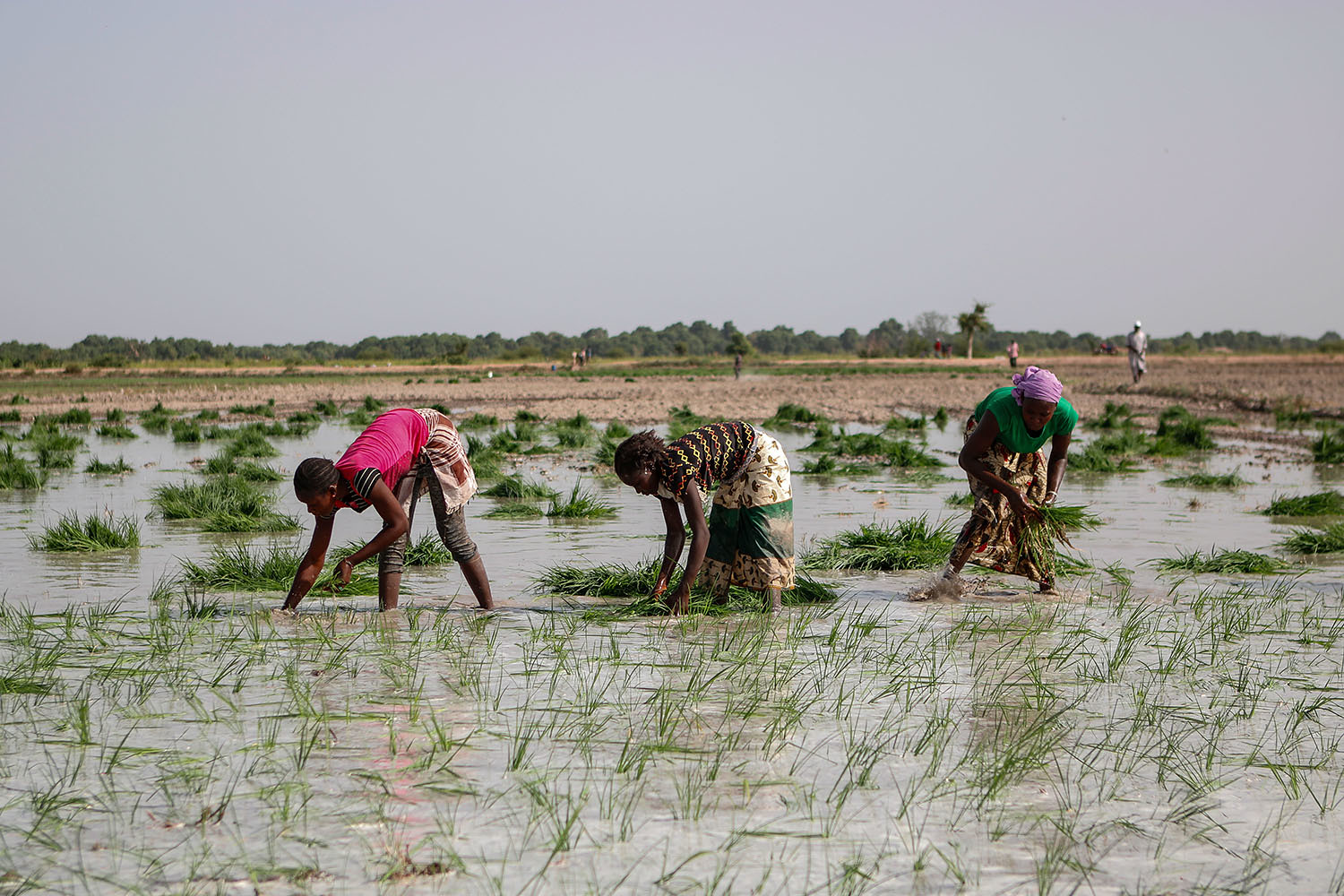 Rice trade and value chain development in West Africa: An approach for ...