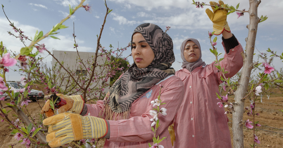 Climate risks in Tunisia: Challenges to adaptation in the agri-food system - ECDPM