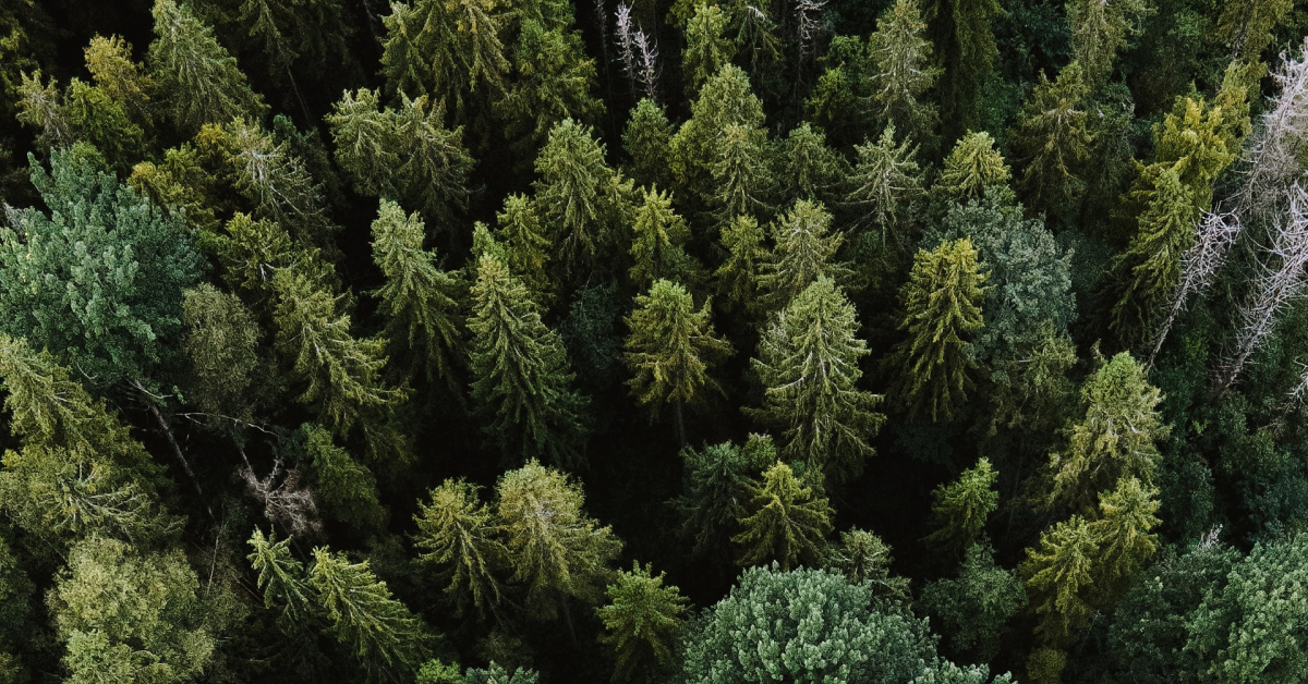 The EIB Group Climate Bank Roadmap 2021-2025: What does it mean for ...