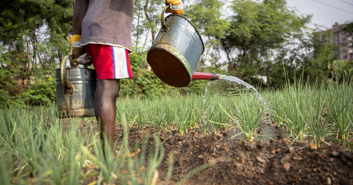Manual Irrigation Using Buckets Or Watering Cans