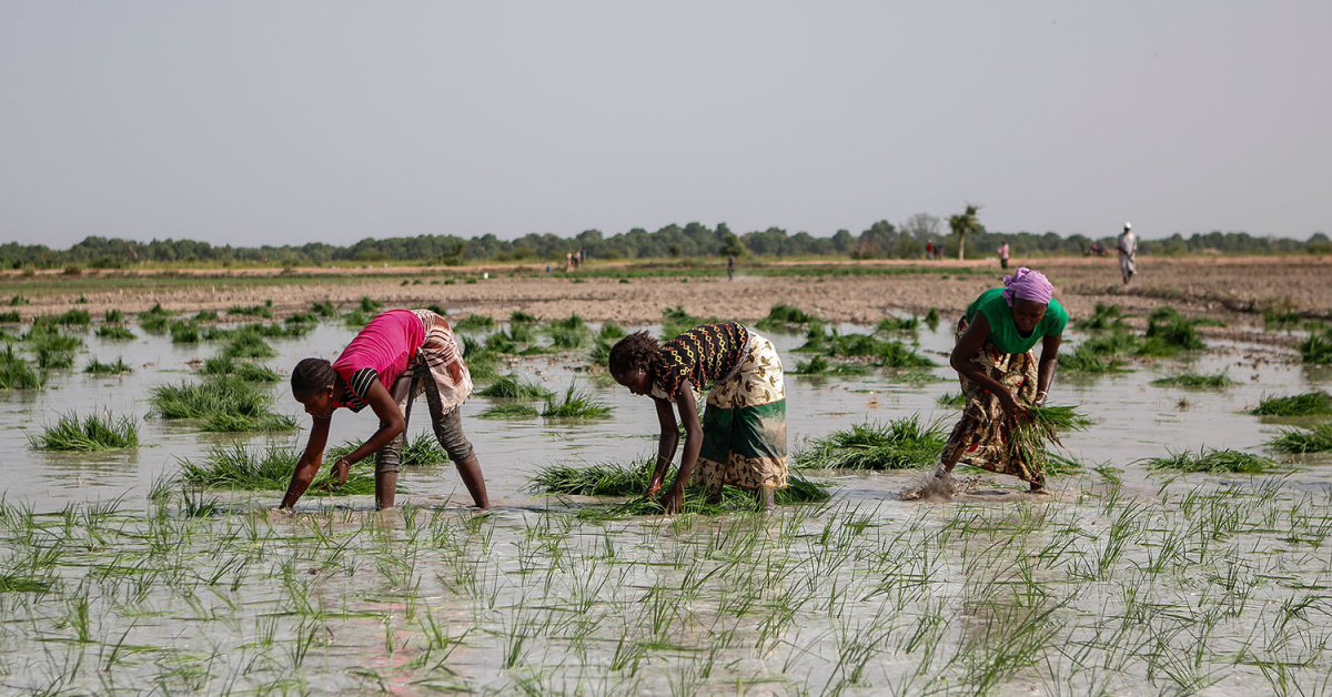 Rice trade and value chain development in West Africa: An approach for ...